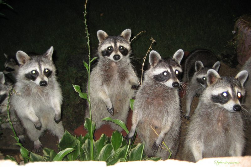 Hangin' With Raccoons - House of Sylvestermouse