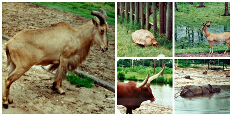 Family Vacation in Destin, Florida - House of Sylvestermouse